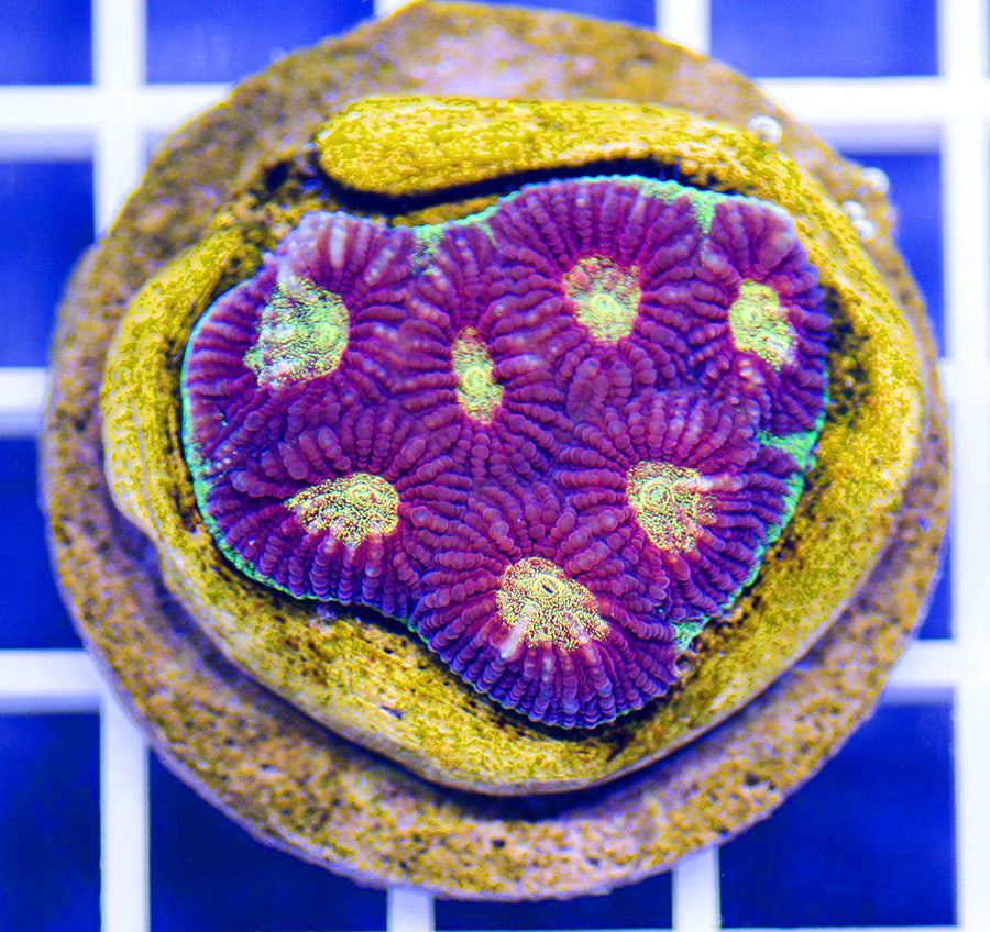 Aquacultured Premium Purple Alien Eye Favia – Austin Aqua Farms