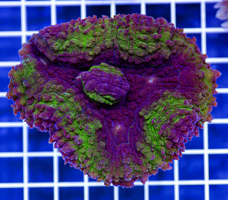 Australian Premium Grapevine Symphyllia (Lobophyllia) – Austin Aqua Farms