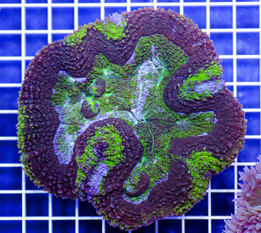 Australian Premium Greenlake Symphyllia (Lobophyllia) (Lg) – Austin ...