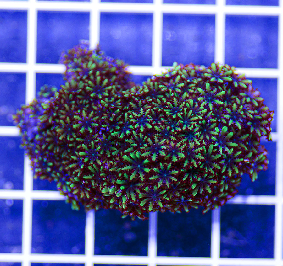 Indonesian Premium Blue Sympodium – Austin Aqua Farms