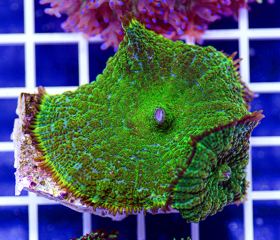 Australian Premium Green Fuzz Mushrooms – Austin Aqua Farms