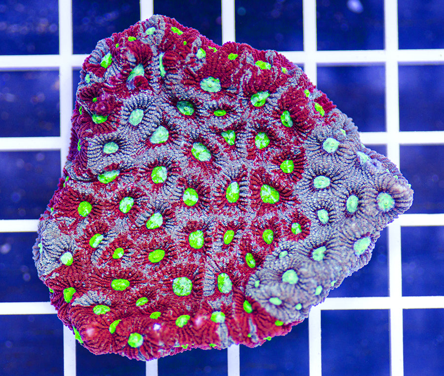 Australian Premium War Coral Favites pentagona (Favia) – Austin Aqua Farms