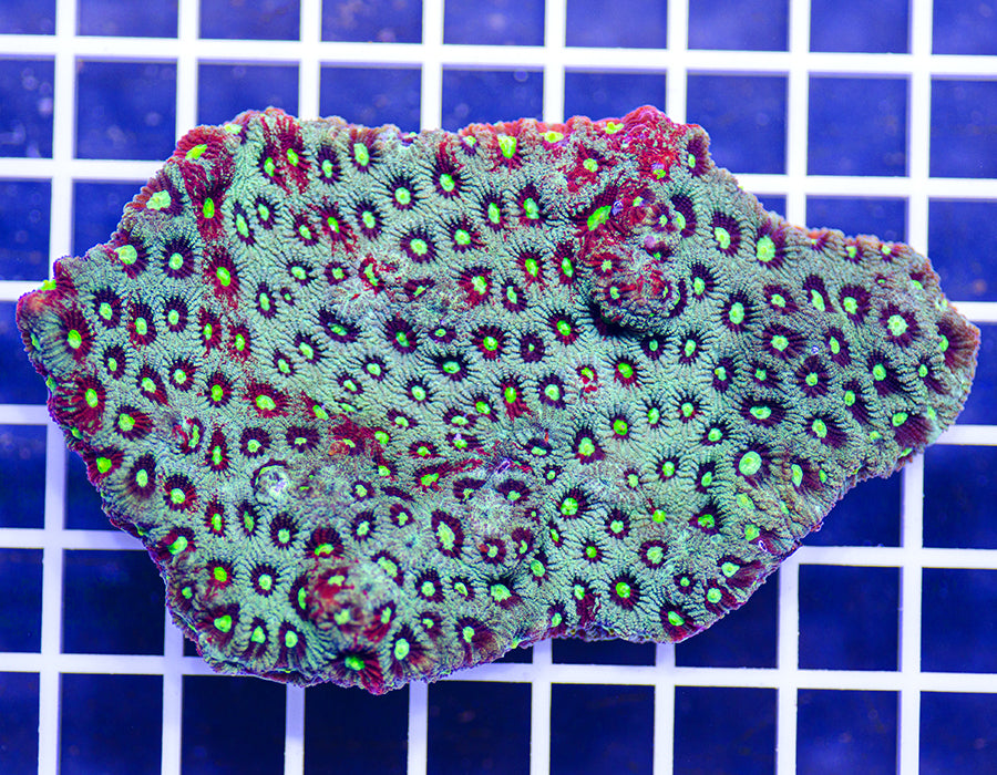 Australian Premium War Coral Favites pentagona (Favia) – Austin Aqua Farms