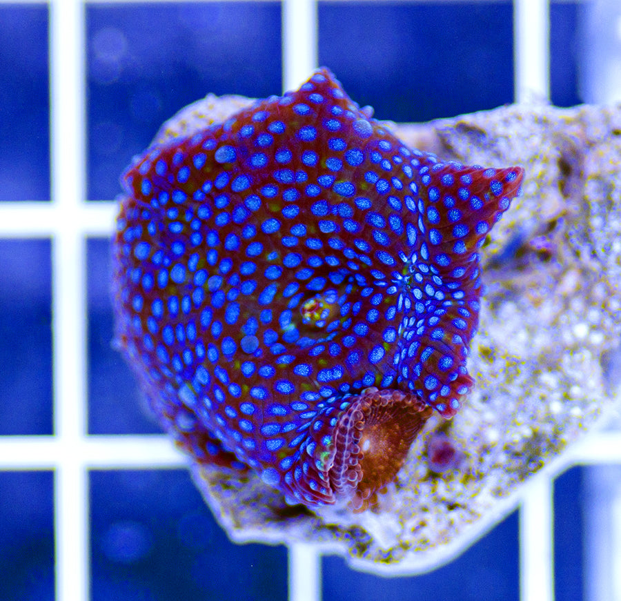 Indonesian Premium Blue Tick Mushroom – Austin Aqua Farms