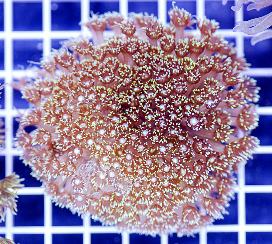 Australian Premium Stunner Goniopora – Austin Aqua Farms