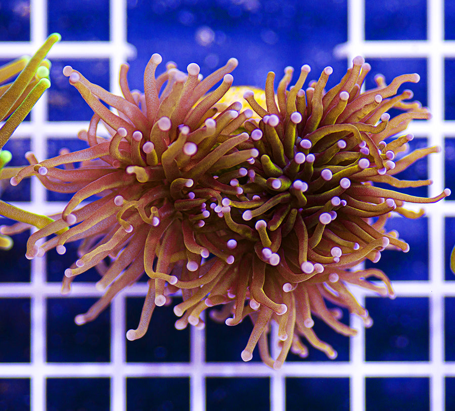 Indonesian Premium Pure Gold Torch Euphyllia (3 Heads) – Austin Aqua Farms