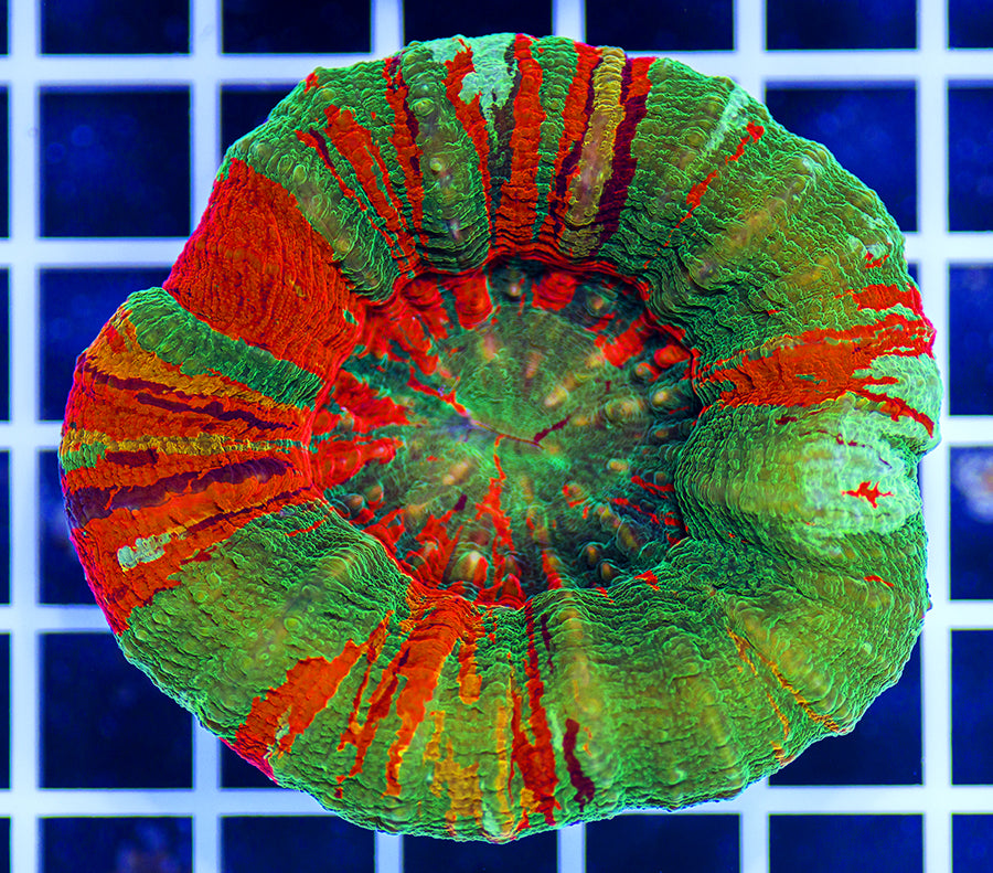 Australian Incredibly Colored Bleeding Apple Scolymia – Austin Aqua Farms