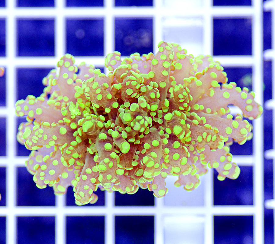 Indonesian Premium Neon Branching Frogspawn Euphyllia – Austin Aqua Farms