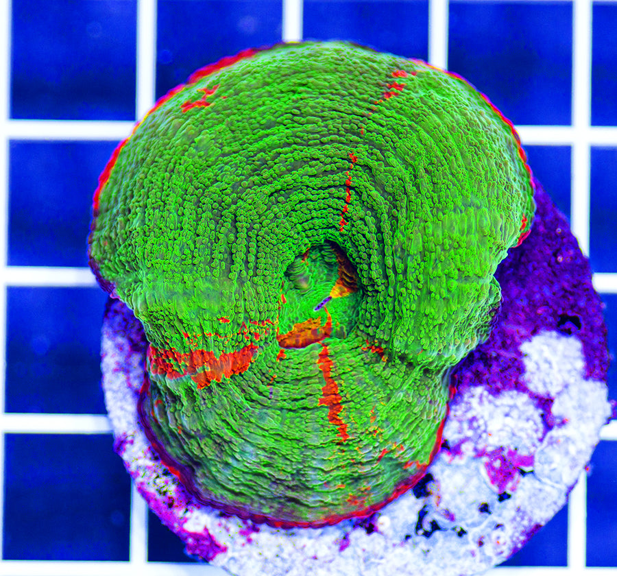 Australian Premium Bleeding Apple Scolymia (Rescue) – Austin Aqua Farms