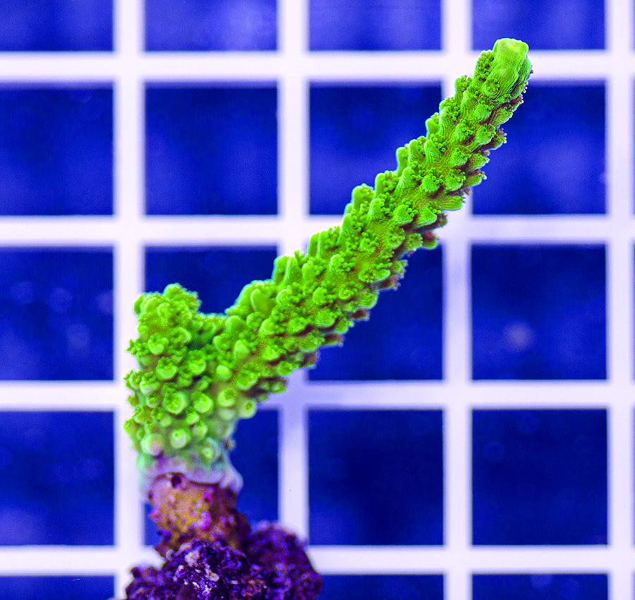AAF Premium Aquacultured Green Slimer Acropora sp. – Austin Aqua Farms