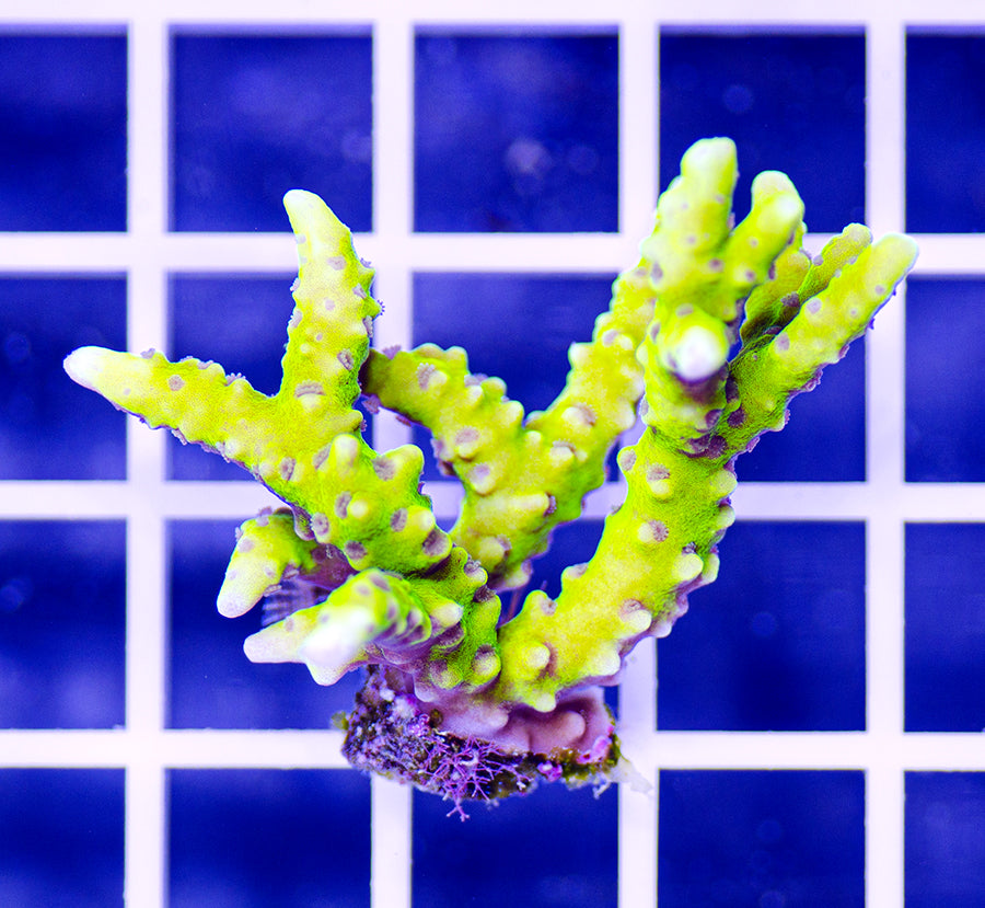 AAF Premium Aquacultured Neon Anacropora sp. (Acropora) – Austin Aqua Farms