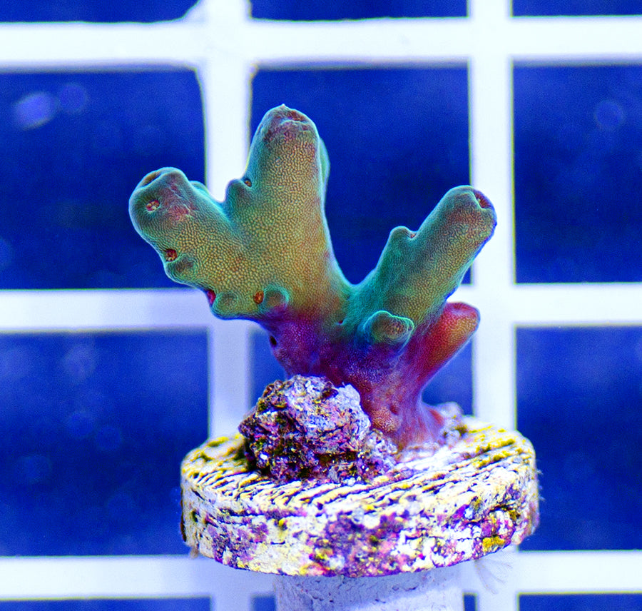 AAF Premium Aquacultured Deep Water Acropora sp. – Austin Aqua Farms