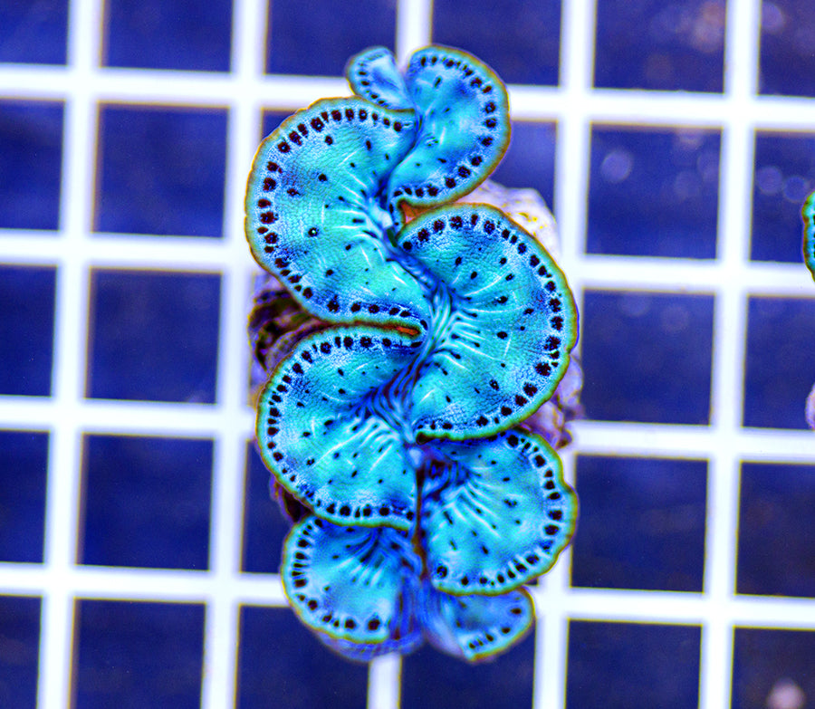 Aquacultured Premium Ultra Maxima Clam – Austin Aqua Farms
