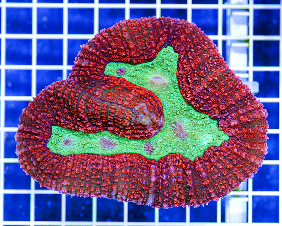 Australian Premium Holiday Symphyllia (Lobophyllia) – Austin Aqua Farms