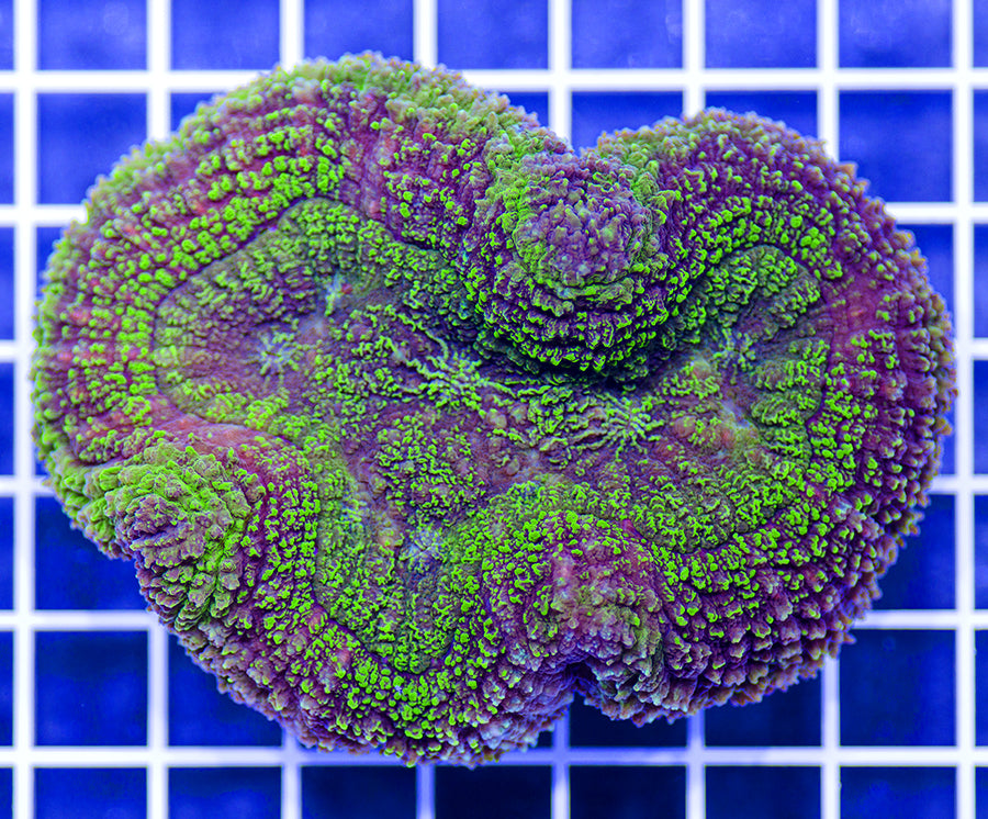 Australian Premium Greenlake Symphyllia (Lobophyllia) – Austin Aqua Farms